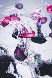 November 3 is National Jellyfish Day: Invertebrates Unite! • qVivo